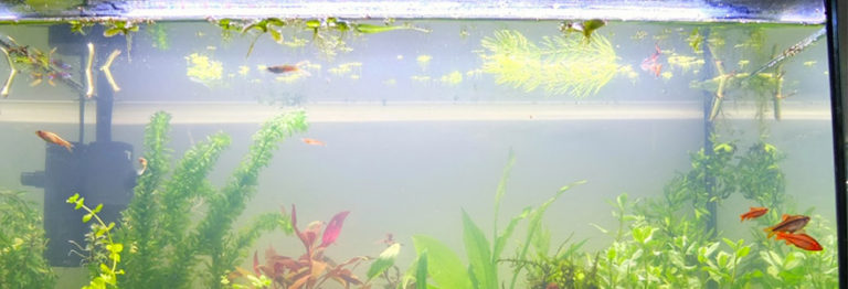 Acheter des mini-poissons pour un nano-aquarium