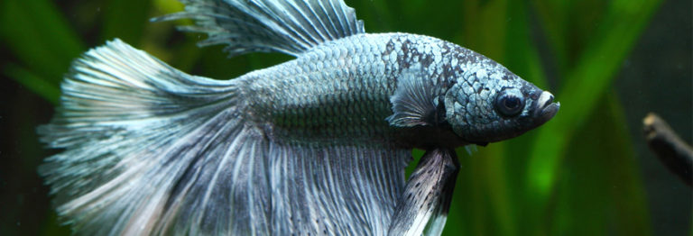 Quels conseils pour l’achat d’un poisson combattant